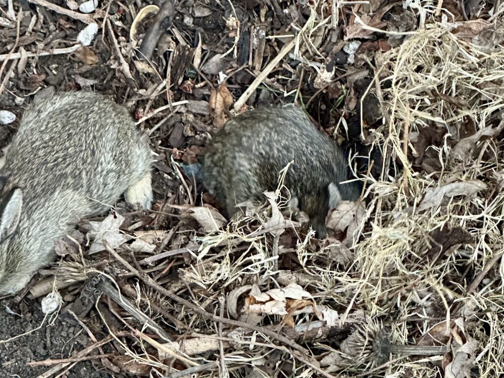 Two Baby Bunnies In Their Nest | Dunsurfin